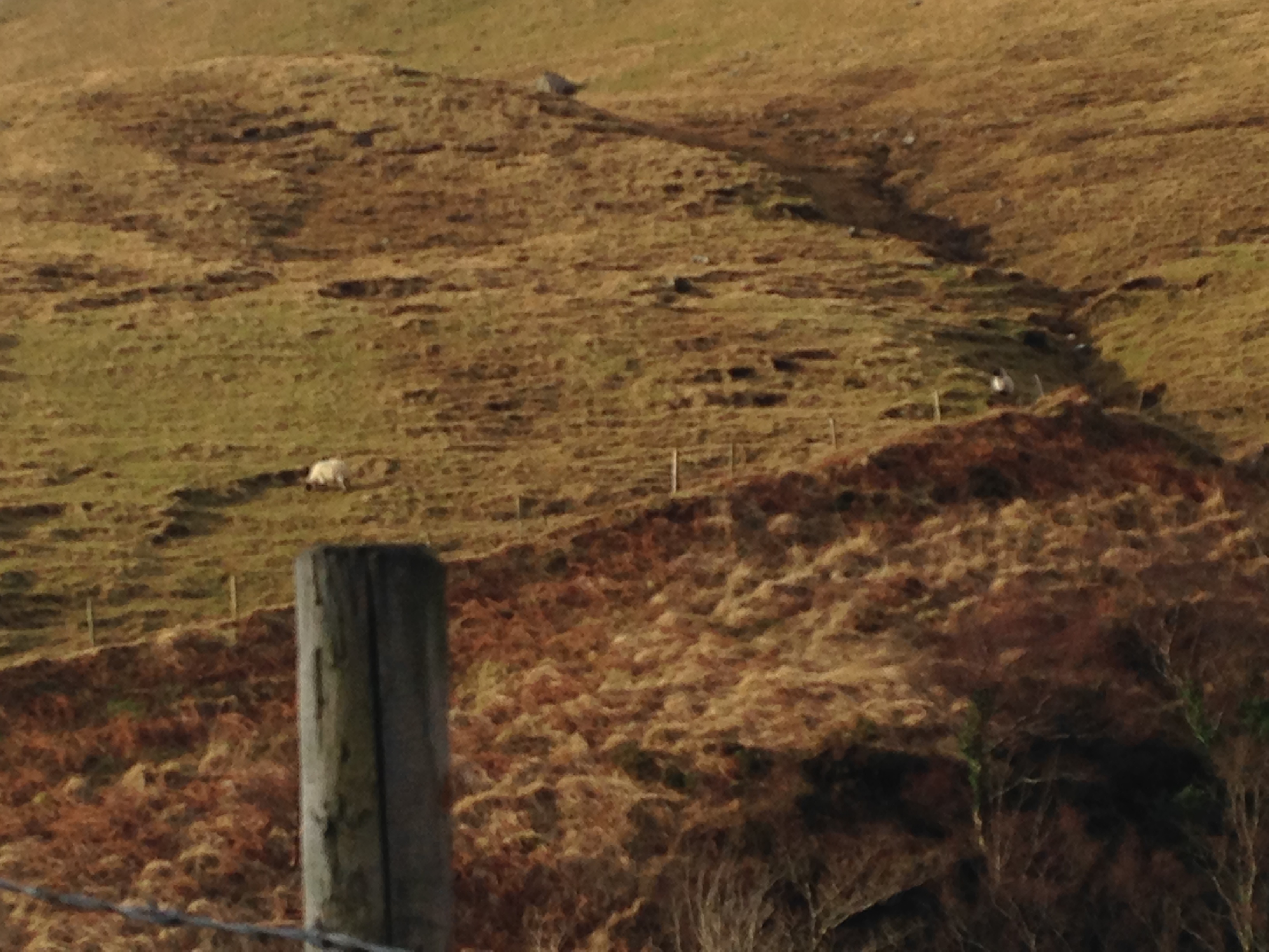 The ISA JournalCoveted Connemara & Cong Excursion