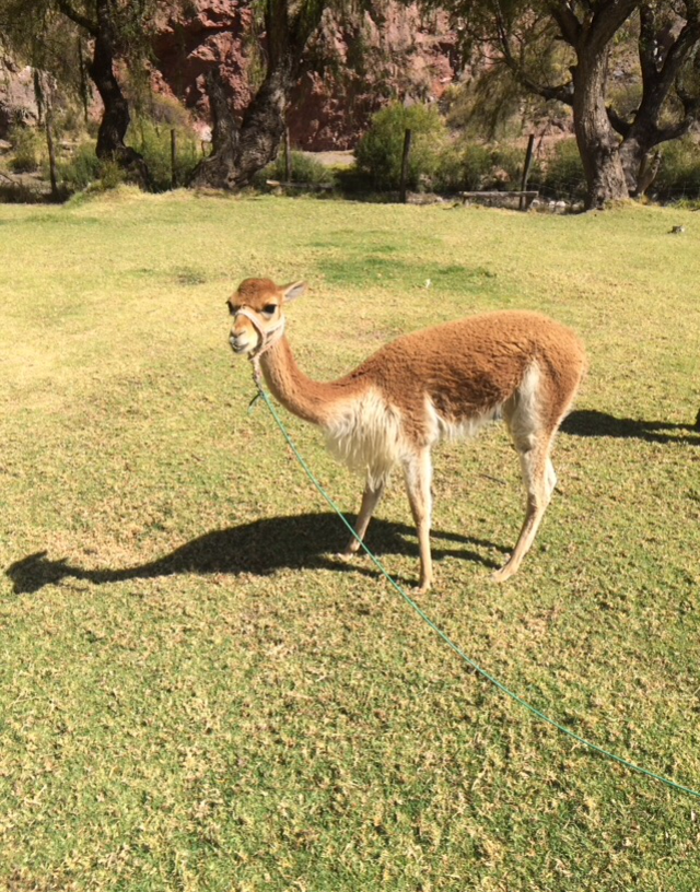 The ISA JournalKnow Your Andean Camelids